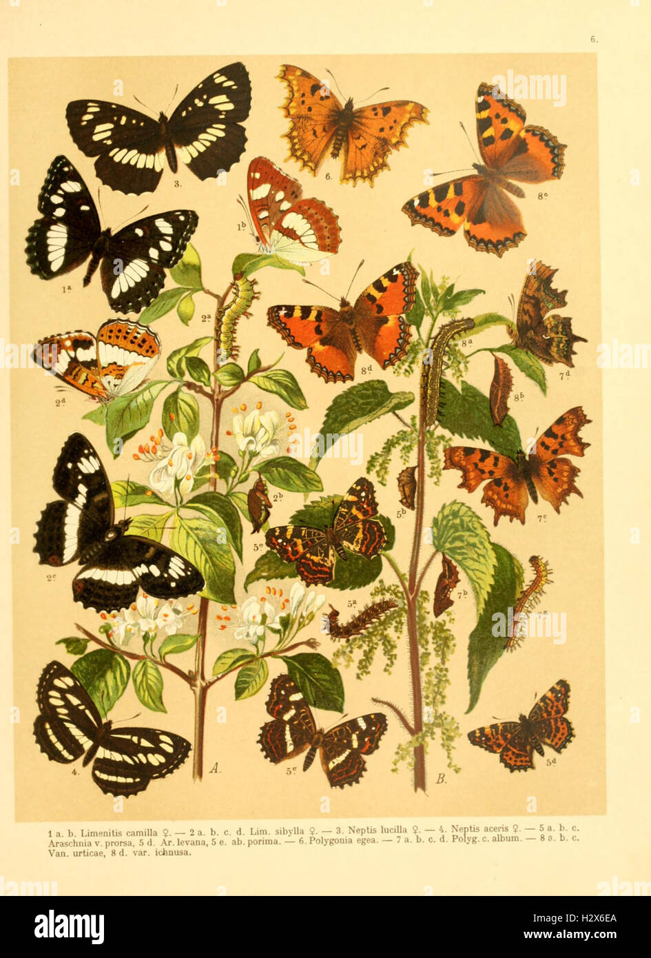 An updated version of Fr. Berge's butterfly book, with detailed ...