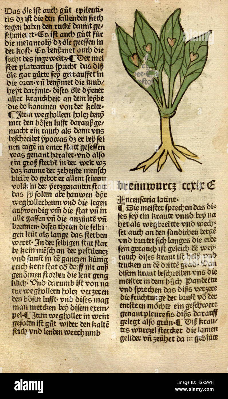 'Gart der Gesundheit' is a botanical work offering medicinal plant ...