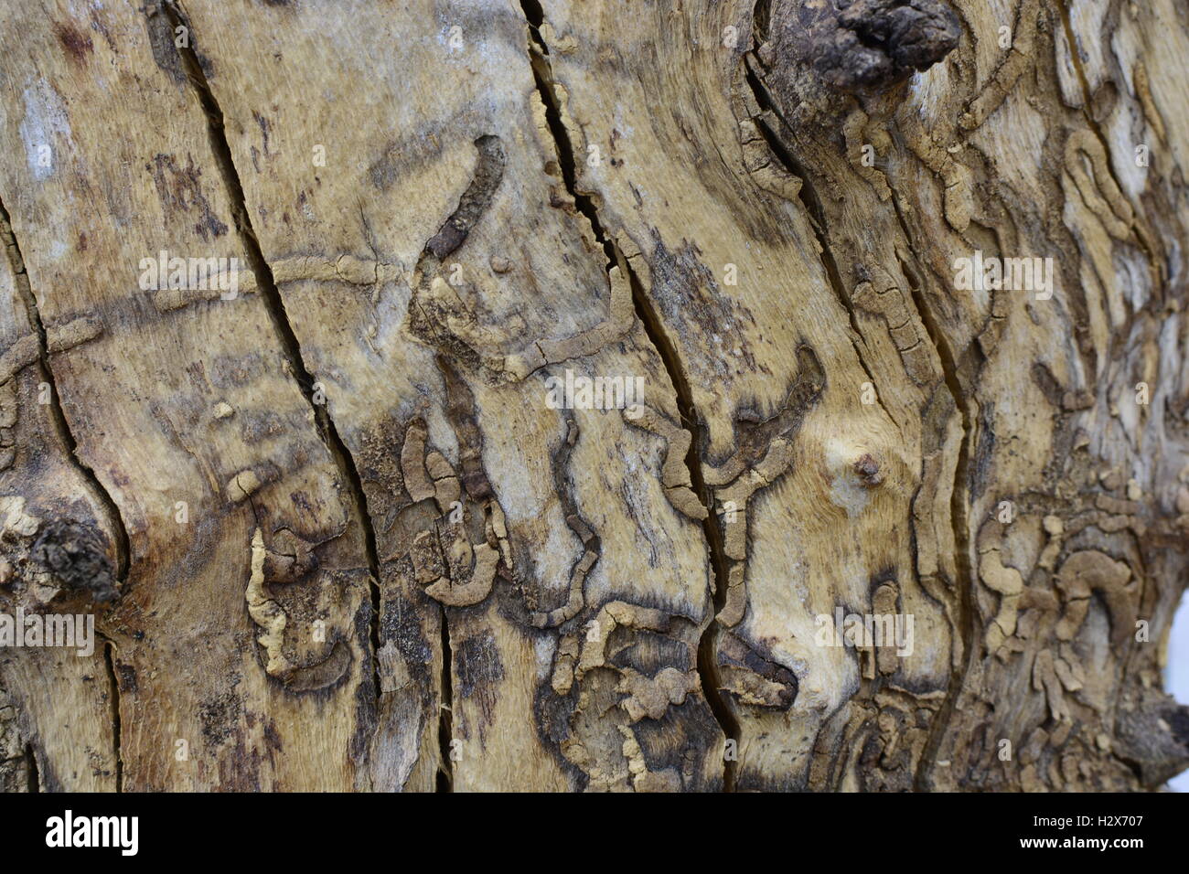 Raw naturally weathered wood Stock Photo - Alamy