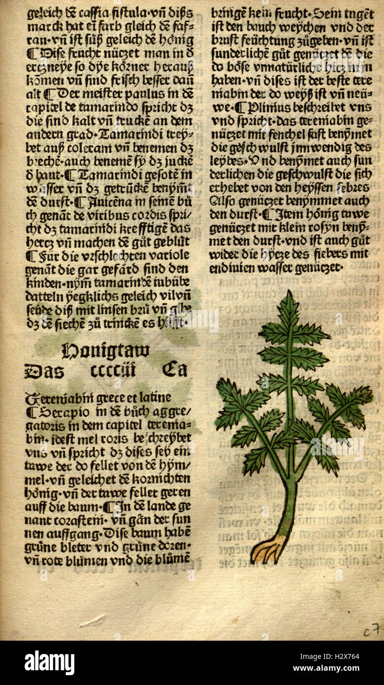 A botanical text focused on plants with medicinal properties ...