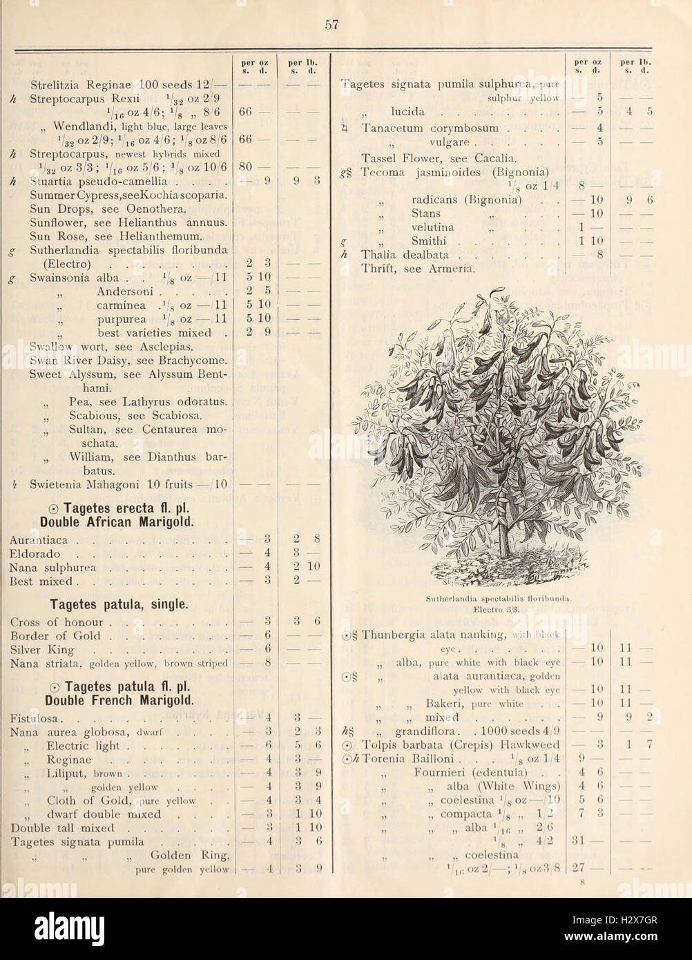 Tree seeds map hi-res stock photography and images - Alamy