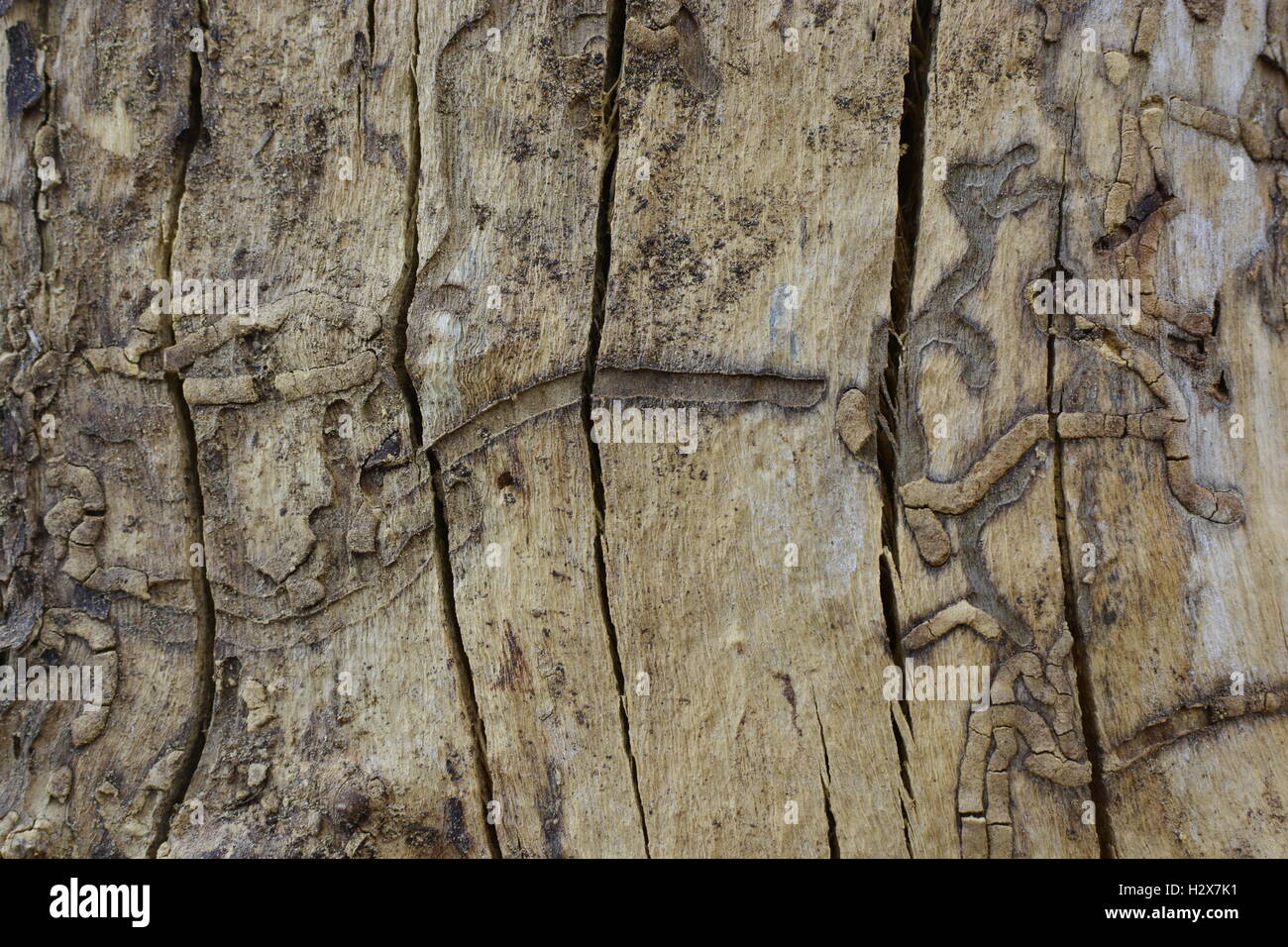 Raw naturally weathered wood Stock Photo - Alamy