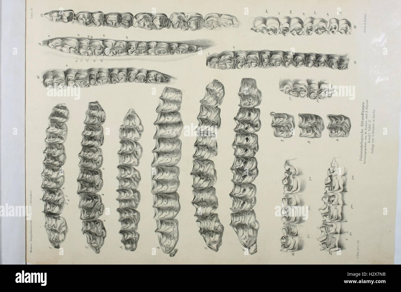 A scientific publication covering geology and paleontology, discussing ...