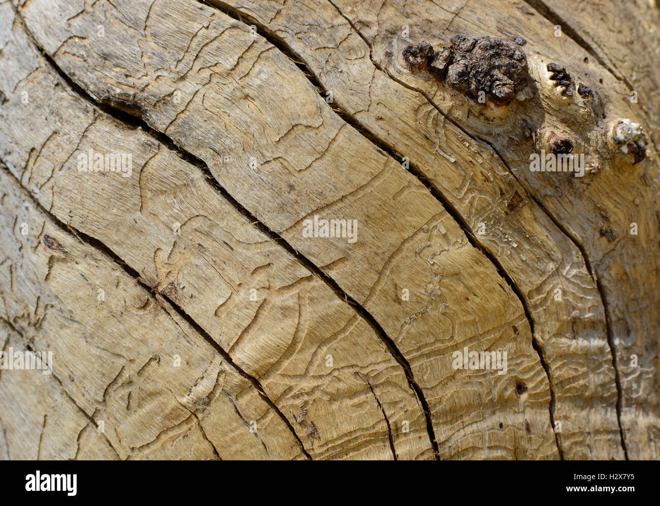 Raw naturally weathered wood Stock Photo - Alamy