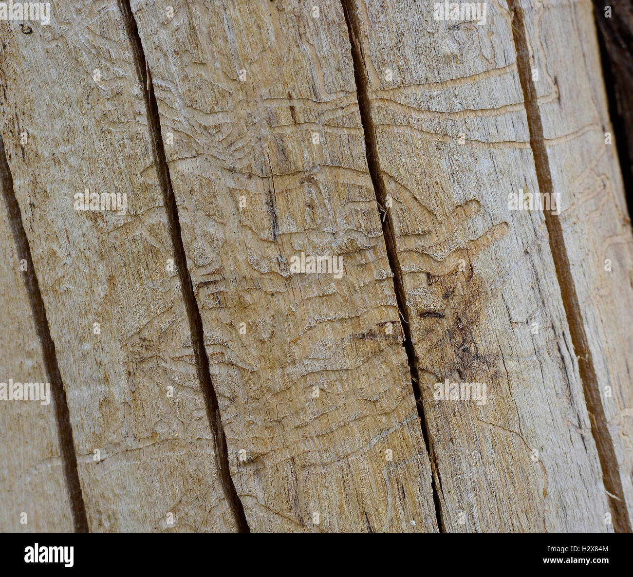 Raw naturally weathered wood Stock Photo - Alamy