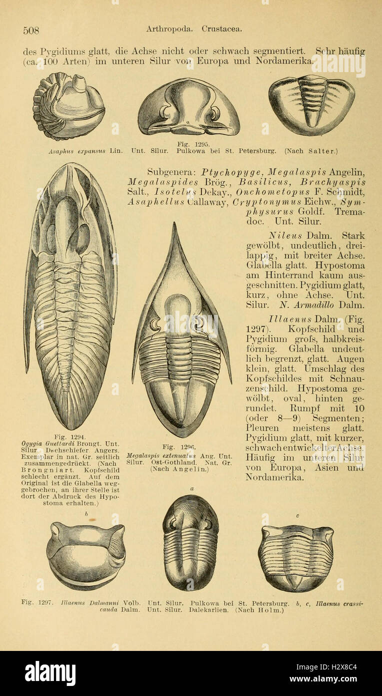 An introduction to paleontology, focusing on fundamental principles of ...