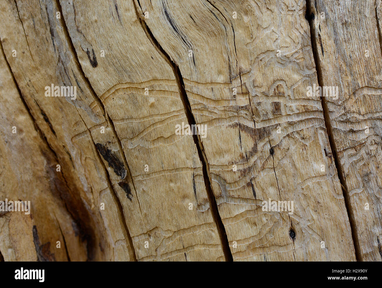 Raw naturally weathered wood Stock Photo - Alamy