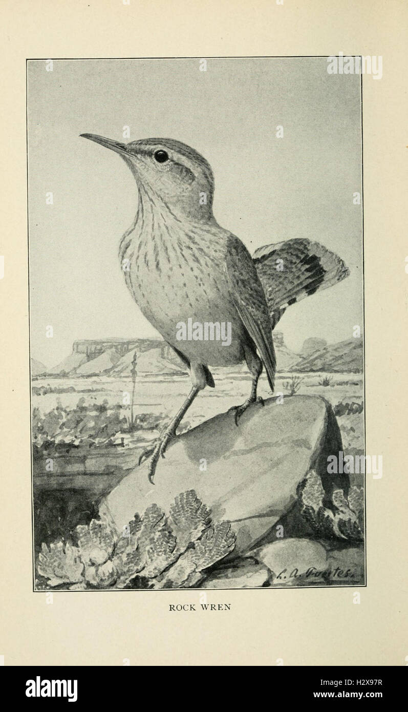 A comprehensive guide to the bird species of the western United States ...