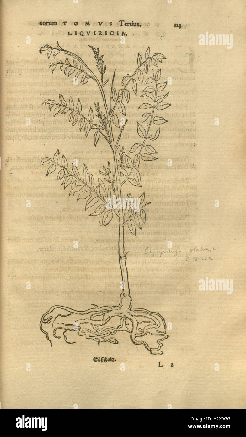 This botanical work by Otto Brunfels offers detailed descriptions and ...