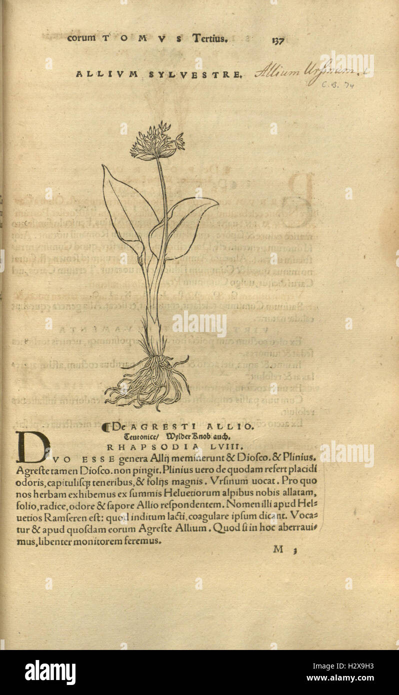 This page from 'Herbarium Oth. Brvnfelsii' presents the detailed ...