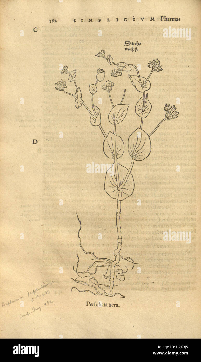 A botanical work by Otto Brunfels focusing on medicinal plants and ...
