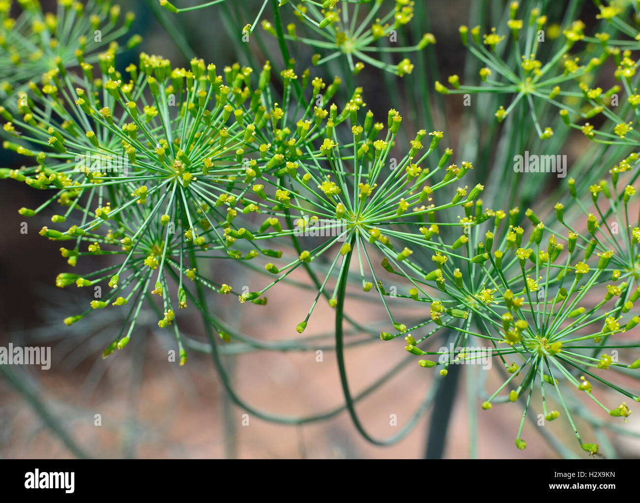 Dill flower hi-res stock photography and images - Alamy