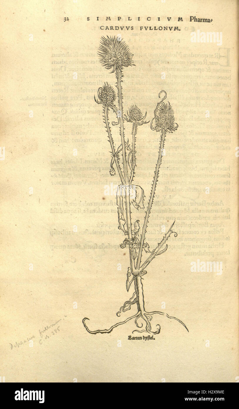 This historical herbarium presents detailed botanical specimens and ...