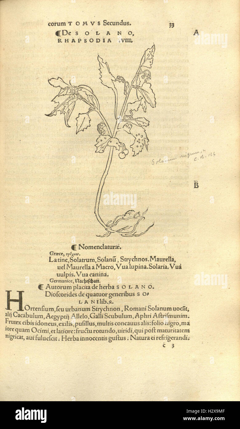 A detailed botanical work by Otto Brunfels, focusing on medicinal ...