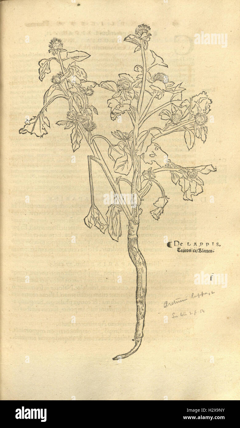 This botanical work details the herbarium of Otho Brunfels, focusing on ...