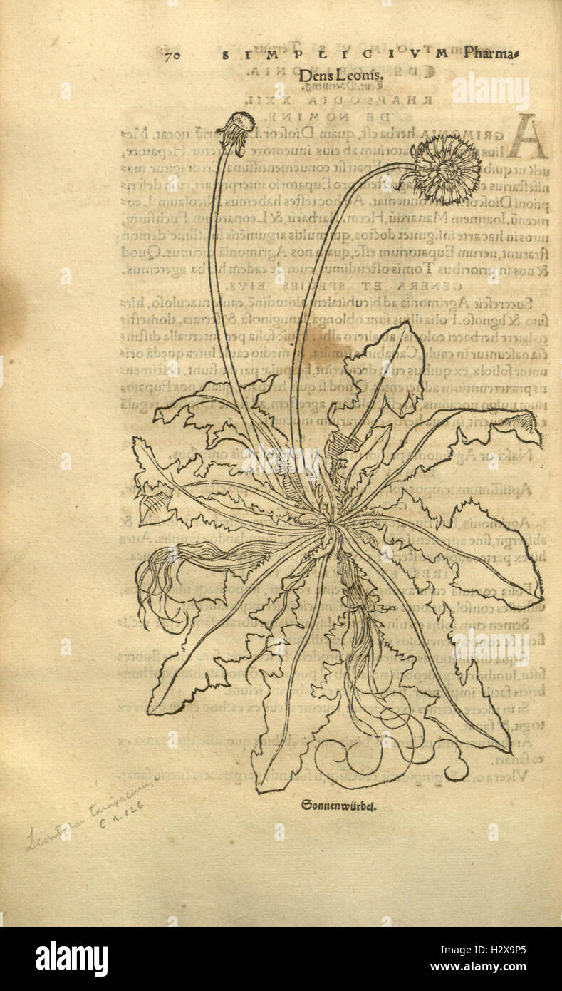 A botanical work by Otto Brunfels focusing on medicinal plants ...
