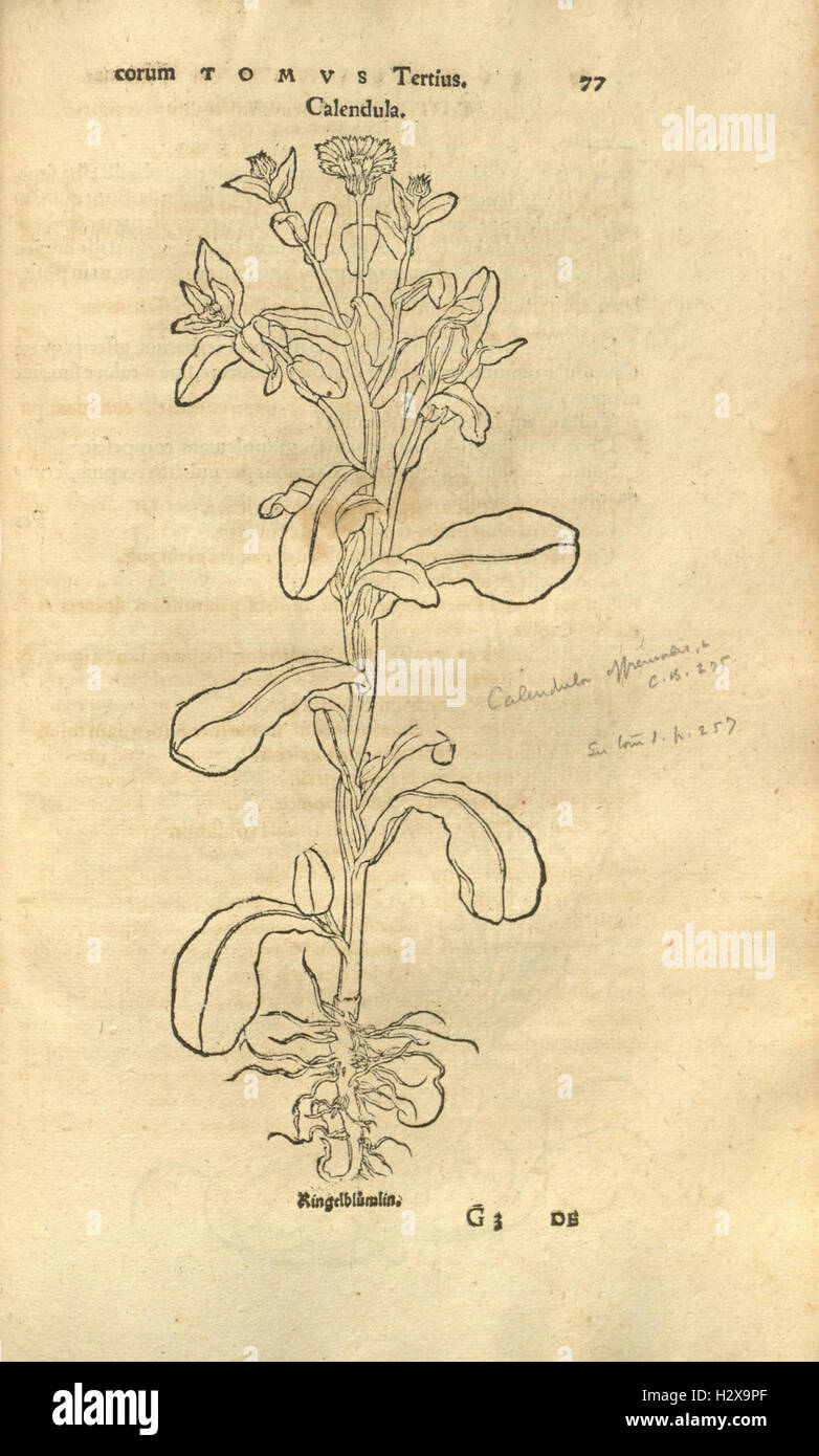 This page presents a detailed botanical work by Otto Brunfels, offering ...