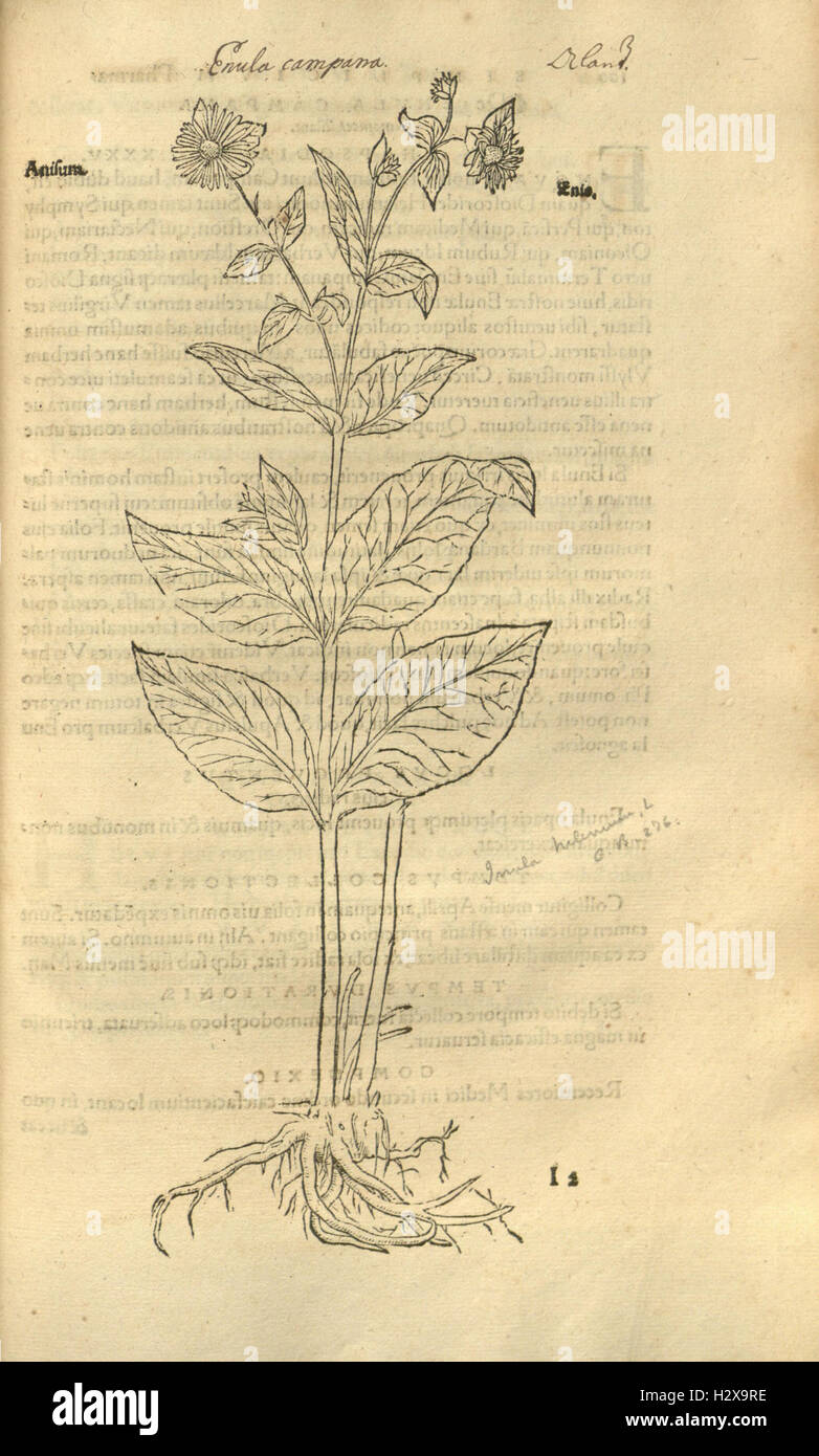 This work by Otto Brunfels presents a detailed botanical study of ...