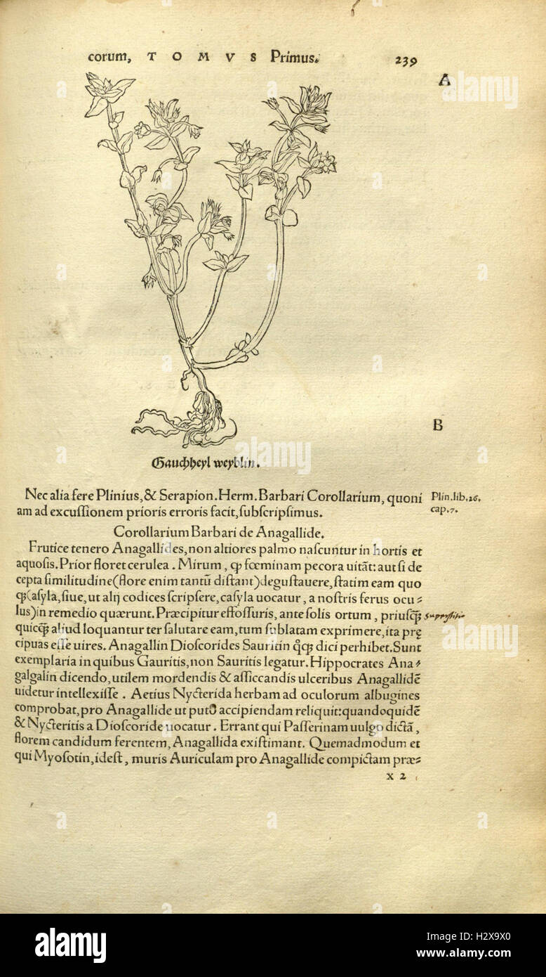 This page from 'Herbarum vivae eicones' showcases life-like botanical ...