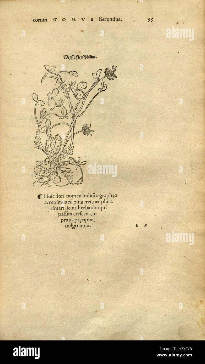 This work features detailed botanical illustrations of plants, closely ...