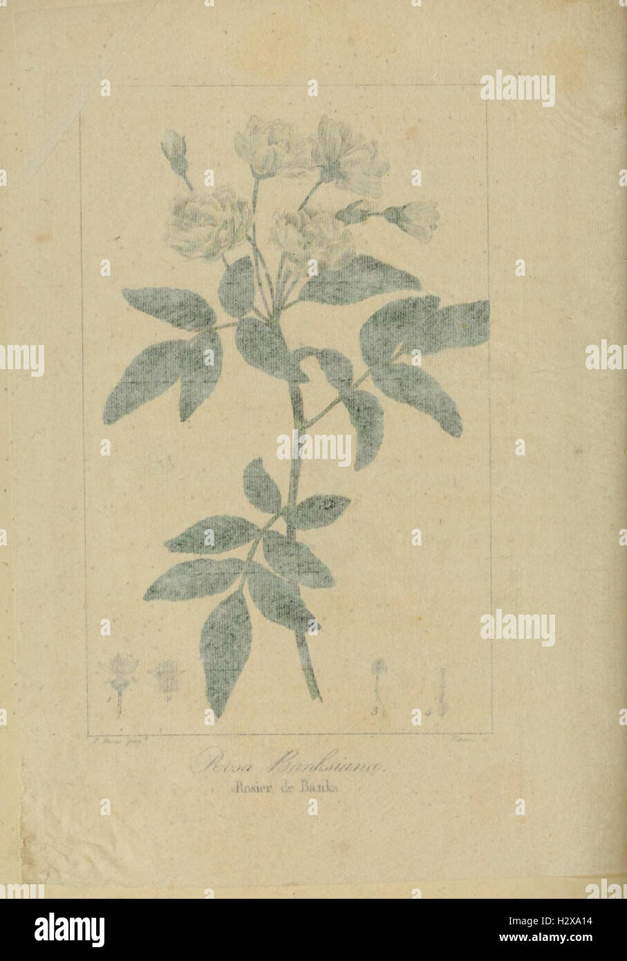 Curated specimens hi-res stock photography and images - Alamy
