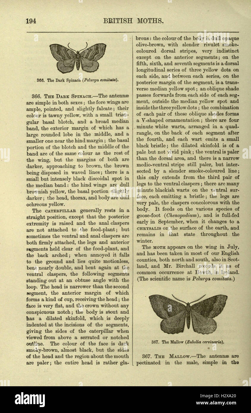This page from 'An Illustrated Natural History of British Butterflies ...
