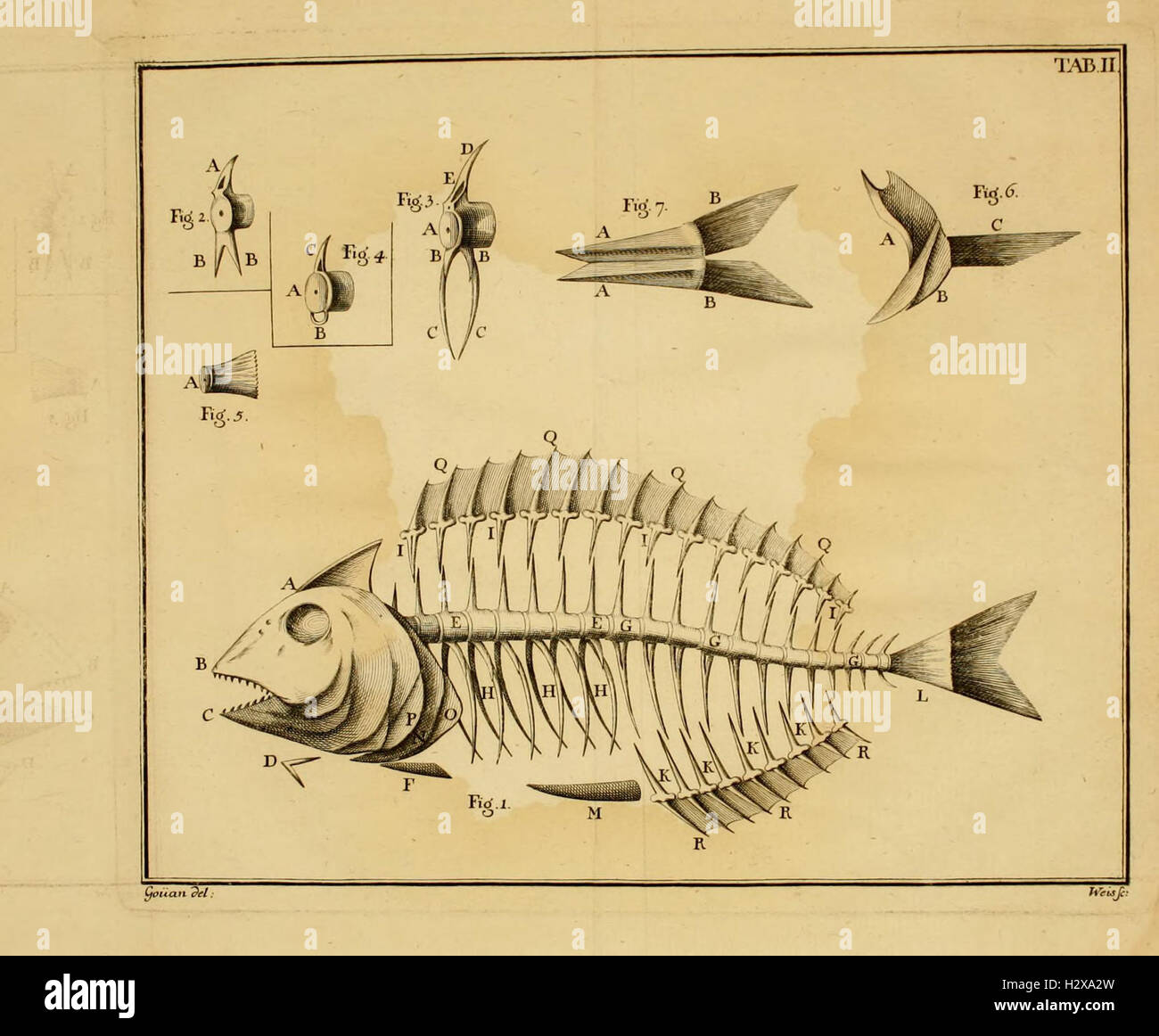 A historical overview of fish species, detailing various types and ...