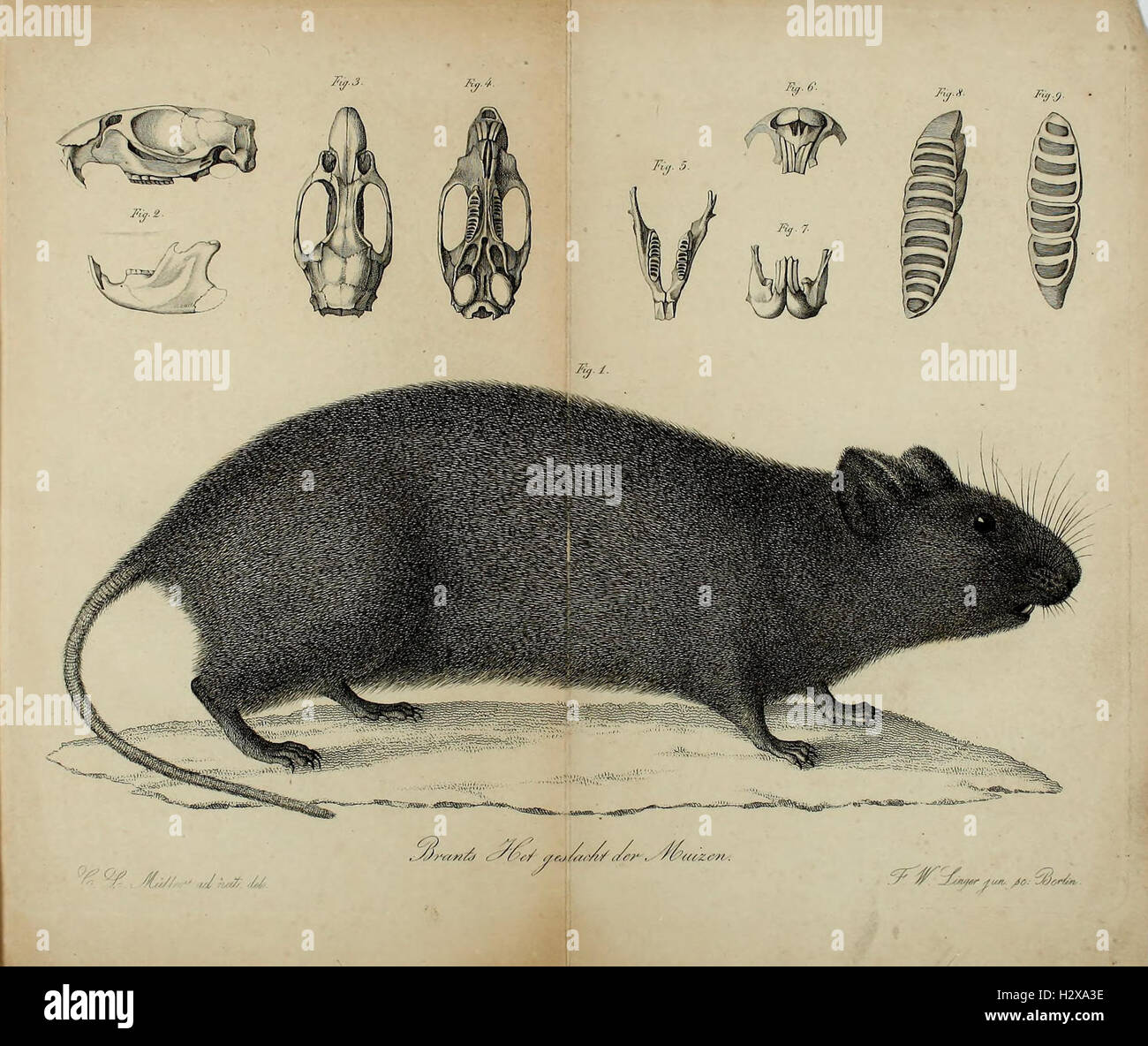 This work, based on Linnaeus' classification, discusses the genus of ...