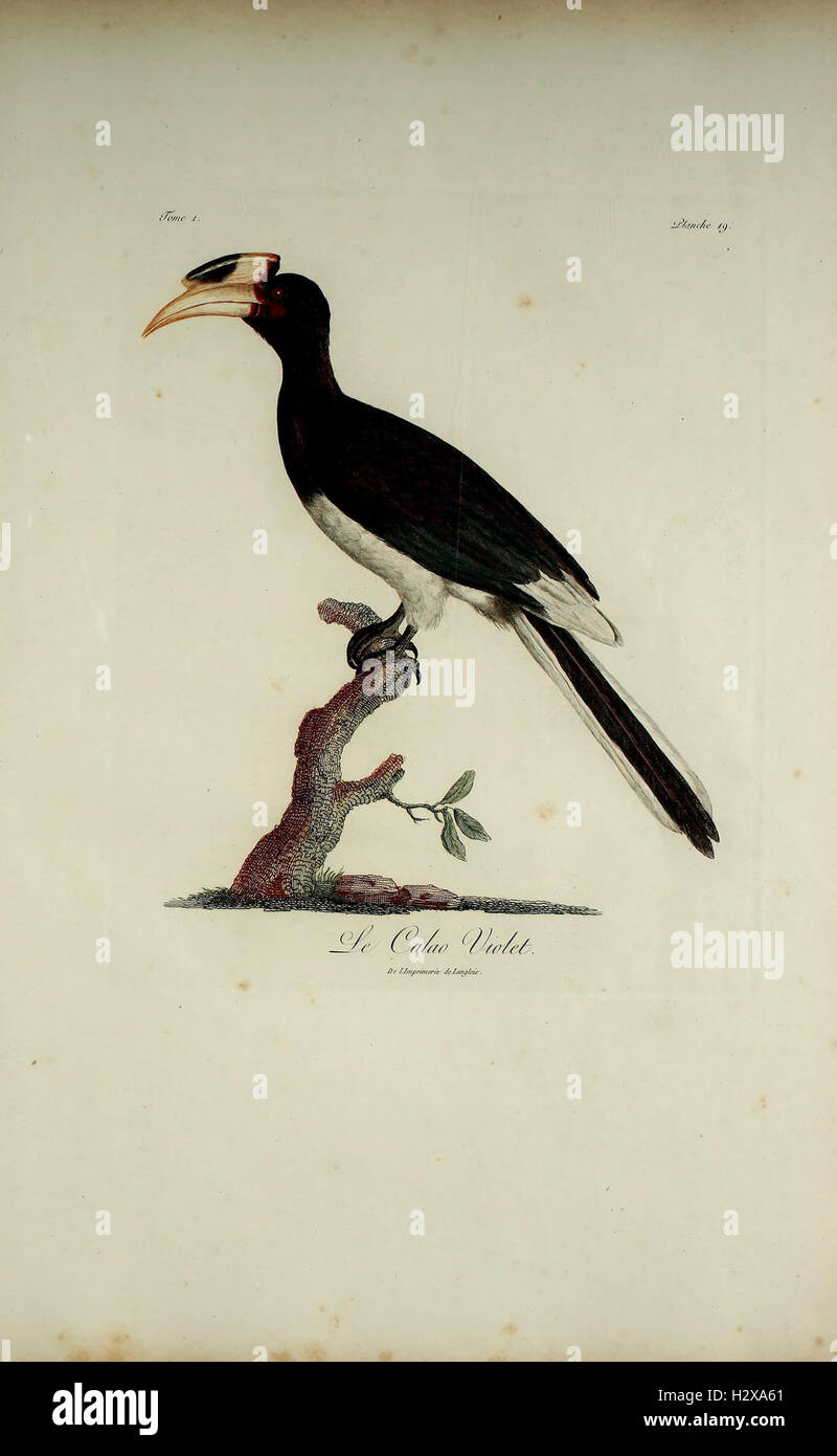 A natural history of rare and new bird species from the Americas and ...