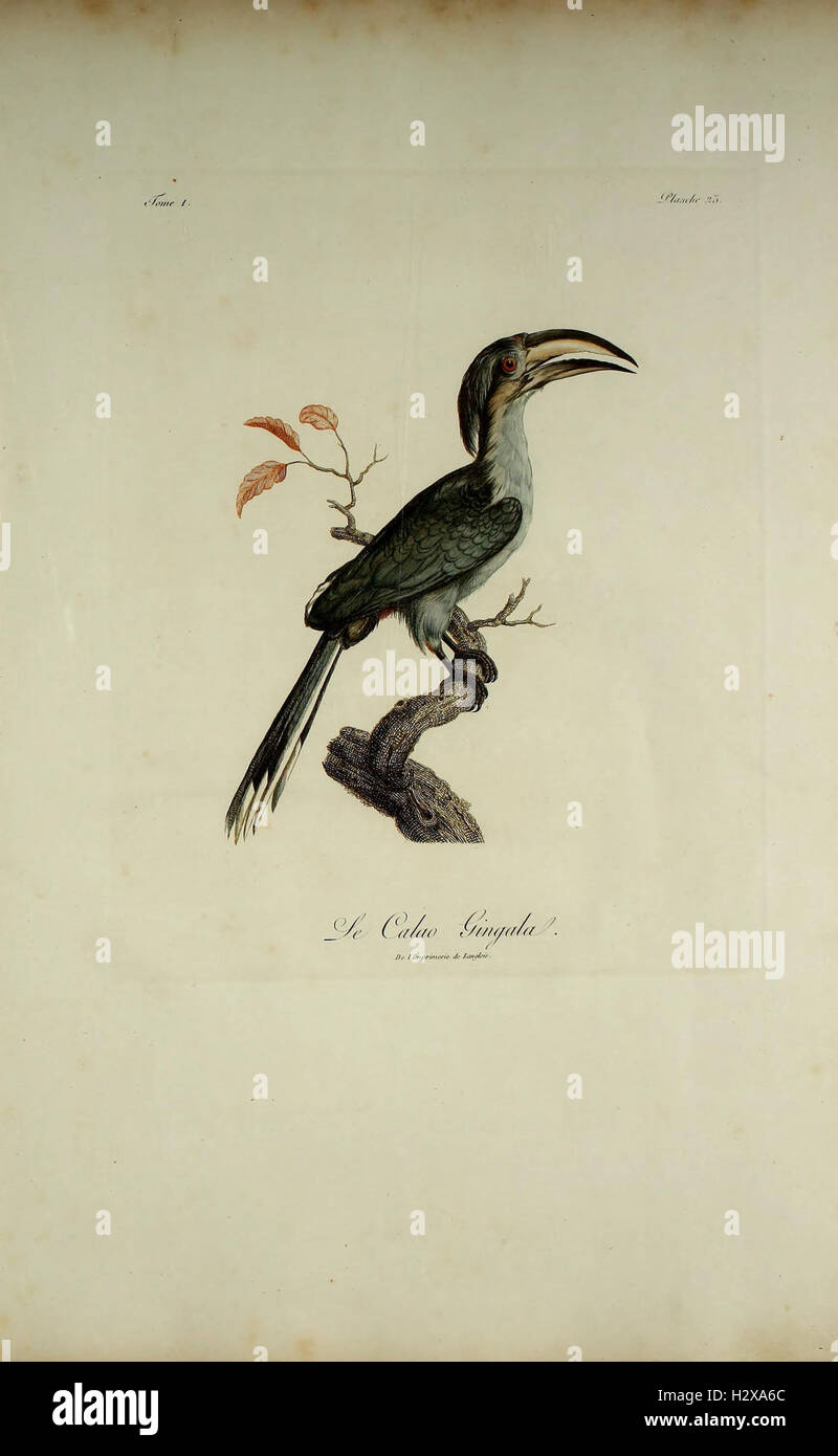 A natural history work focusing on newly discovered and rare birds from ...