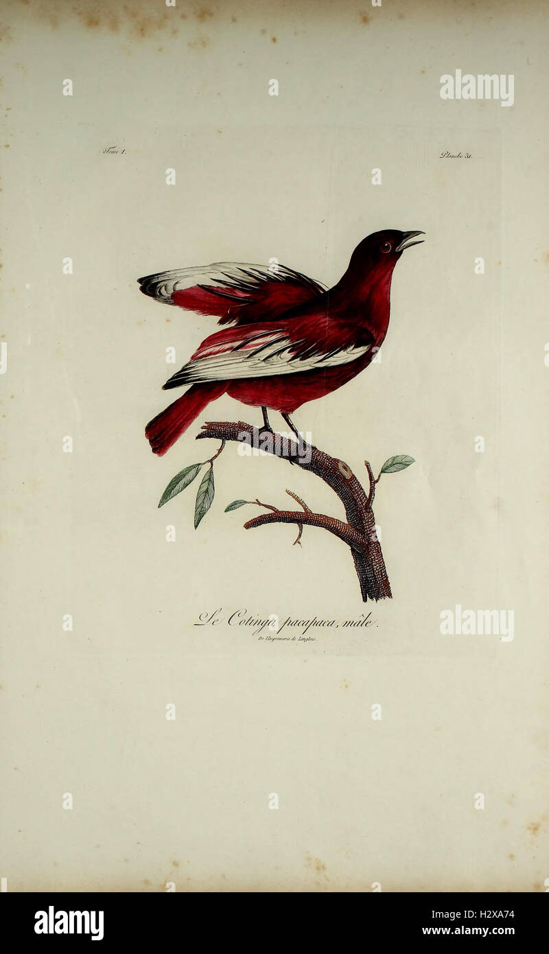 This work focuses on newly discovered and rare bird species from the ...