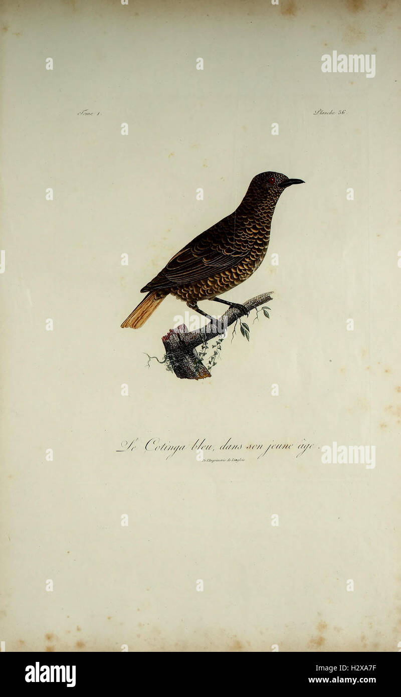 This work details the natural history of new and rare bird species from ...