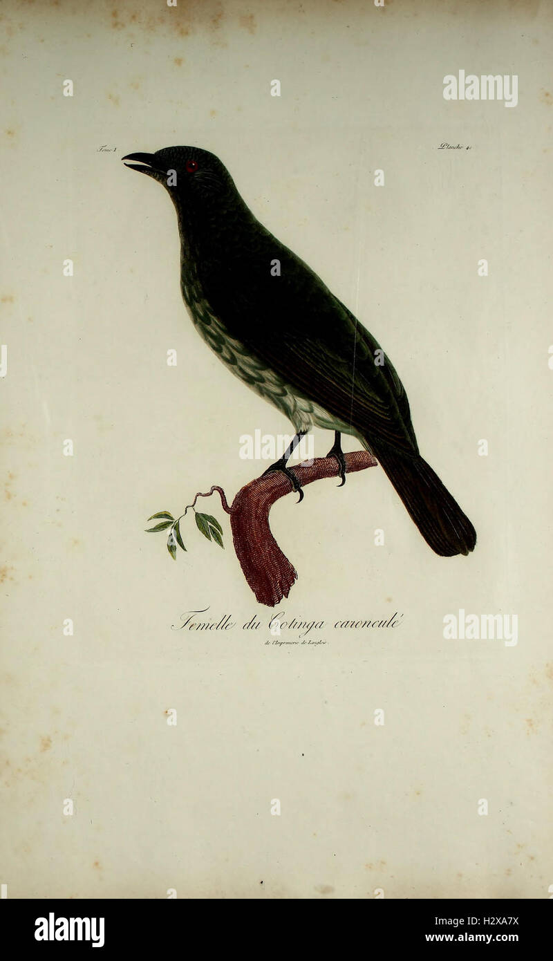 Natural history of some new and rare birds from America and the Indies ...