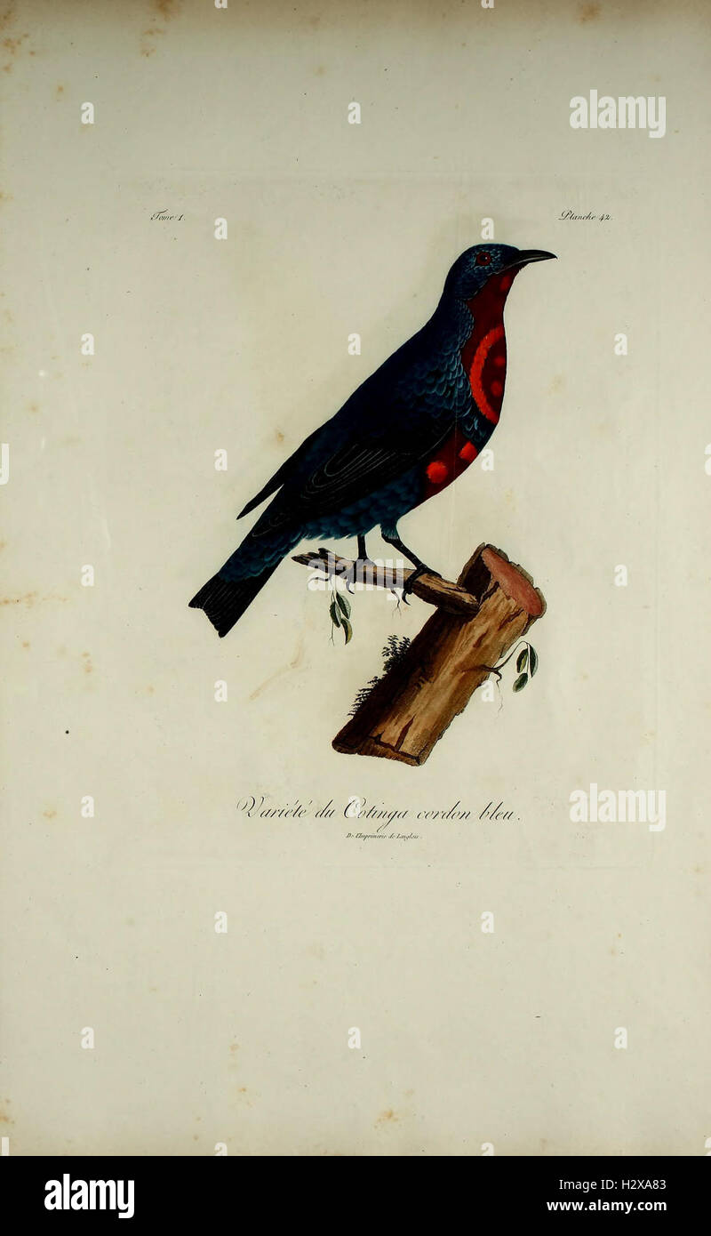 A natural history of rare and newly discovered birds from the Americas ...
