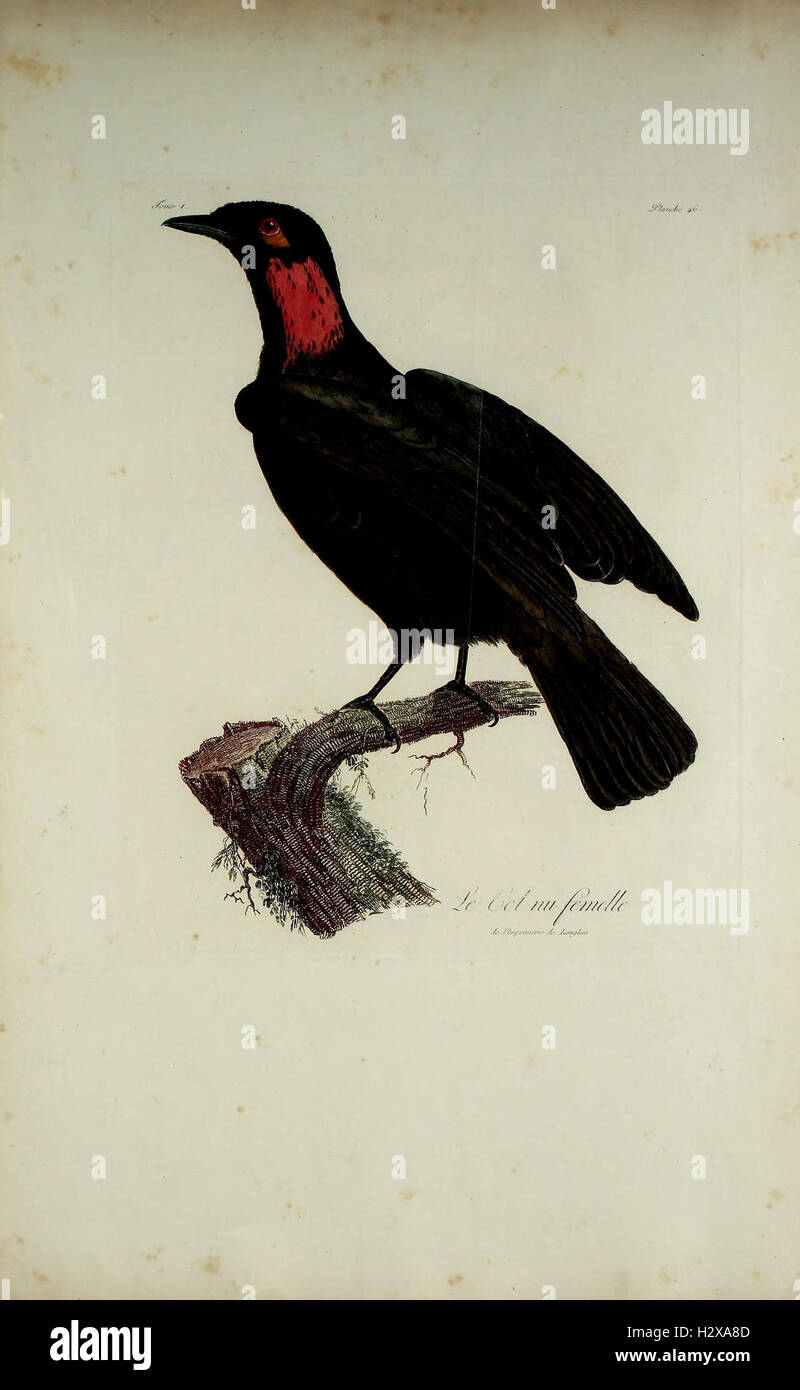 A natural history of new and rare bird species from the Americas and ...