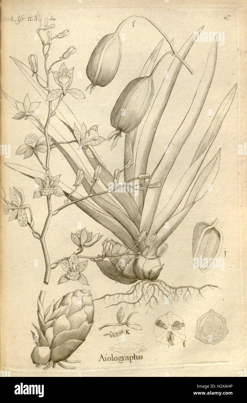 A botanical work documenting orchids collected from the three southern ...