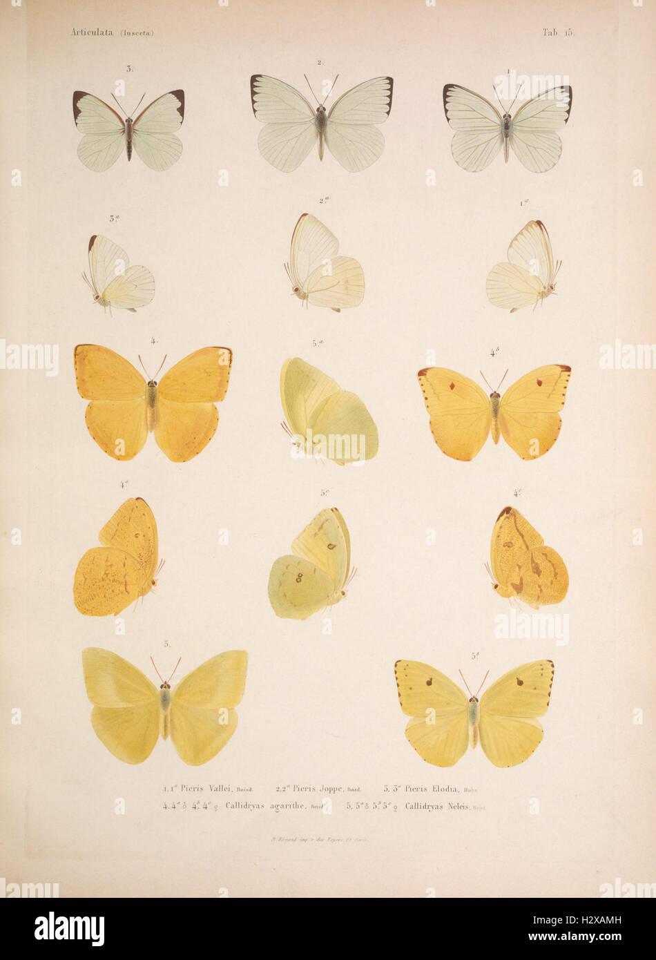 This work presents the physical, political, and natural history of Cuba ...