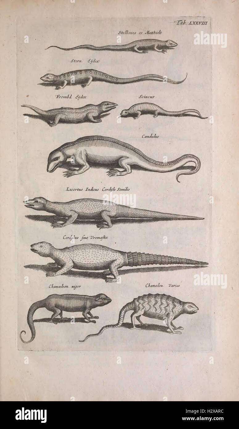 A historical text detailing the natural history of quadrupeds (four ...