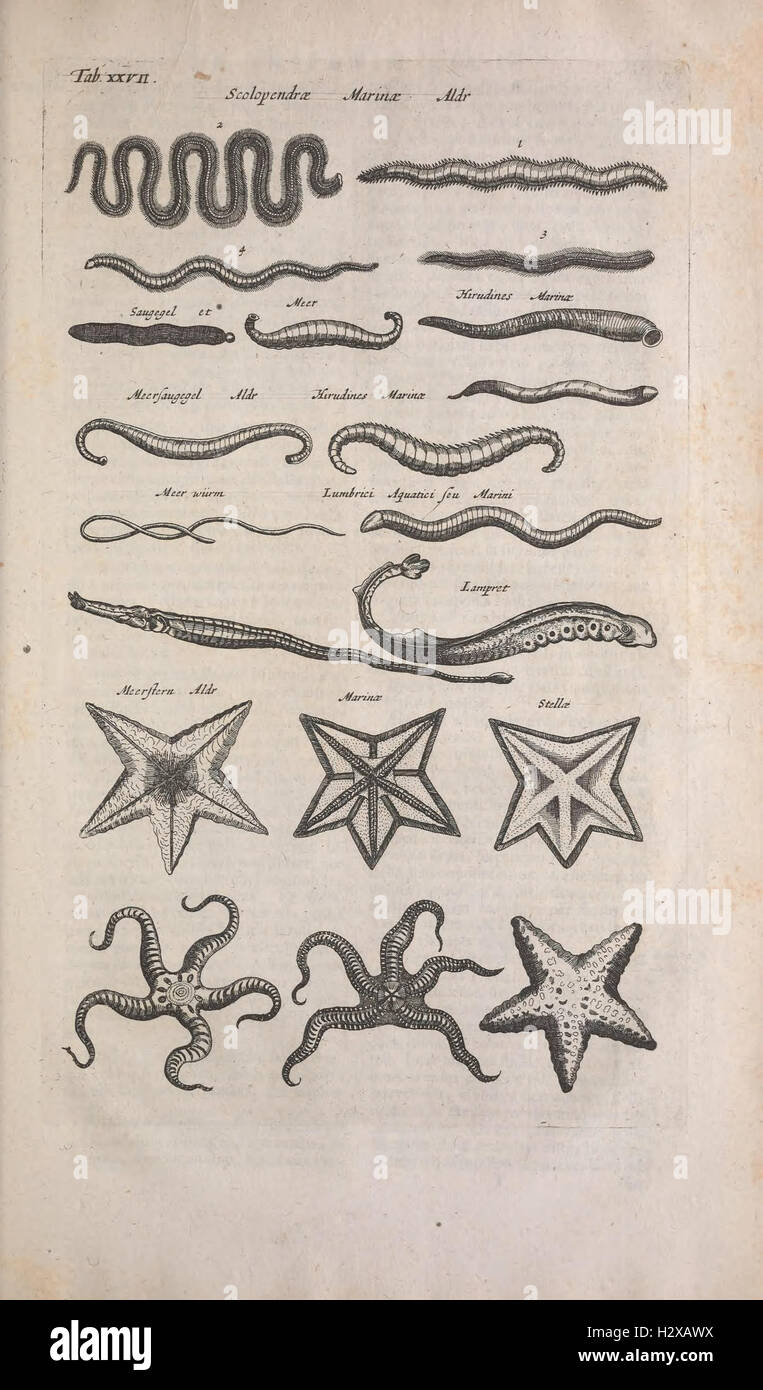 This historical work details quadrupeds (four-legged mammals), focusing ...