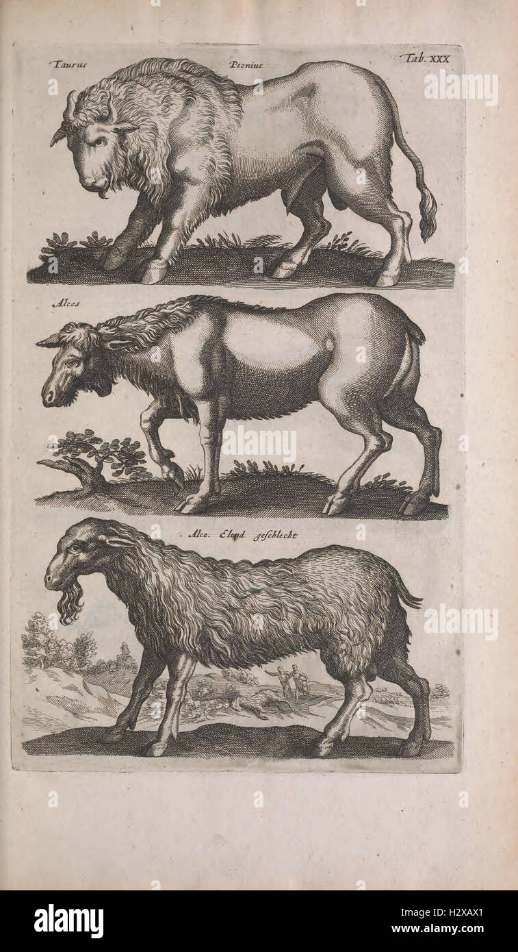 This work focuses on the study of quadrupeds, offering detailed ...