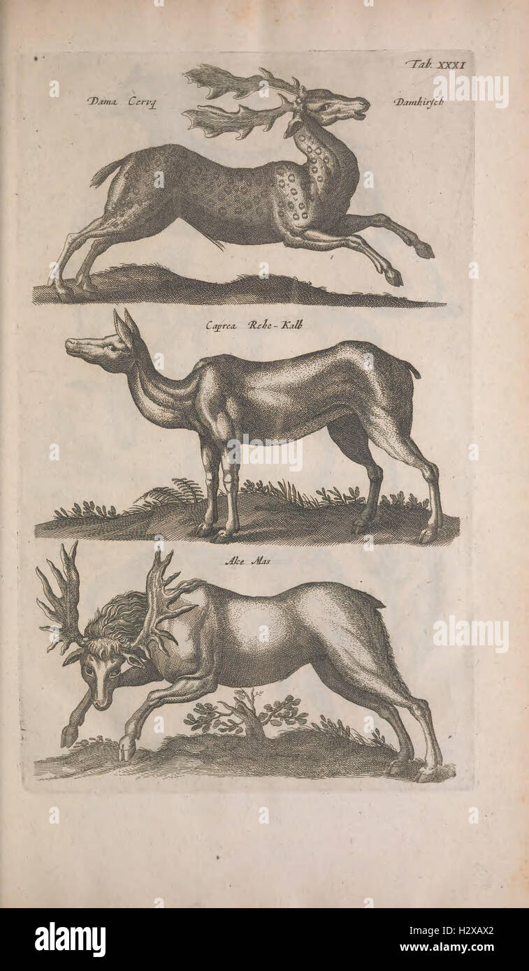 A comprehensive work on the natural history of quadrupeds, with ...