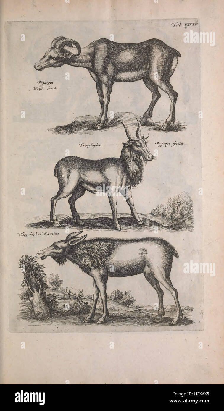 A work dedicated to the study of quadrupeds, offering in-depth analysis ...