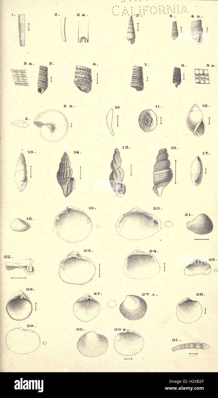 A report on Tertiary period fossils discovered in Alabama and ...