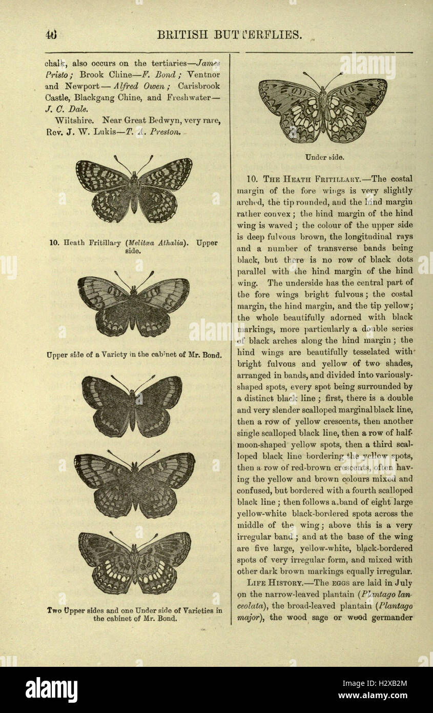 A detailed illustrated natural history of British butterflies and moths ...