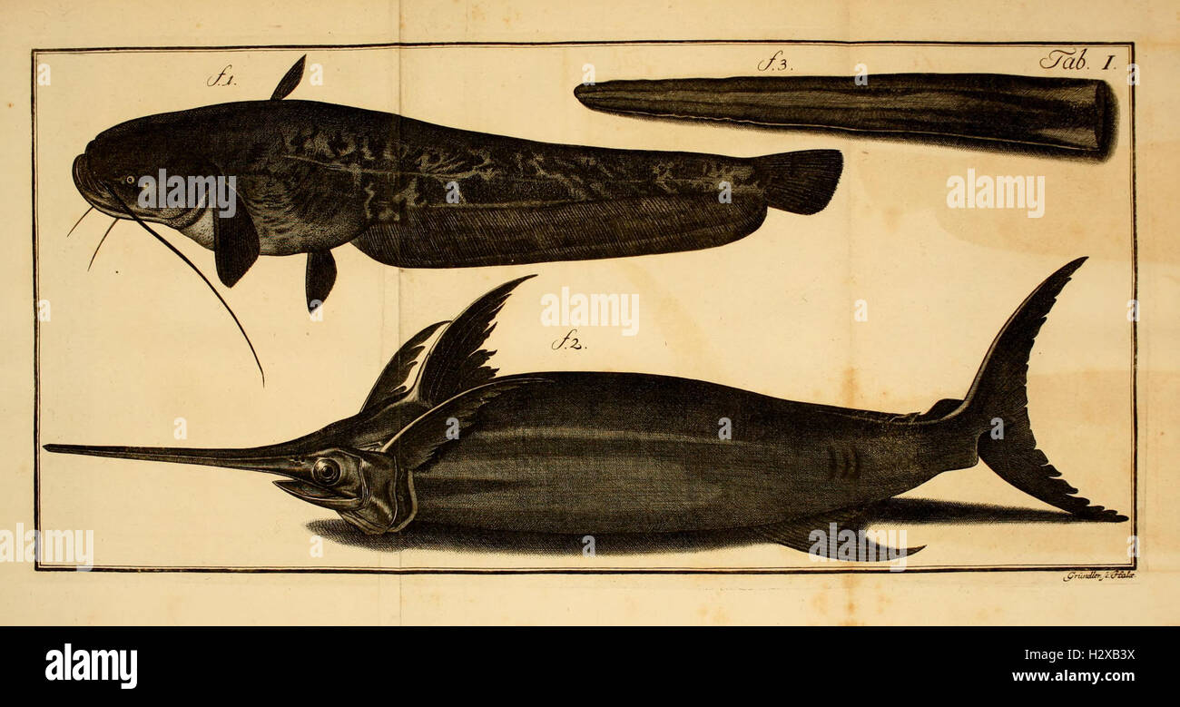 Iacobi Theodori Klein Historiæ piscium naturalis (Tab. I) BHL63 Stock ...