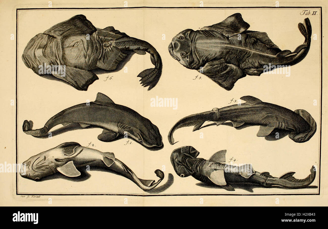 'Iacobi Theodori Klein Historia Piscium' is a natural history of fish ...