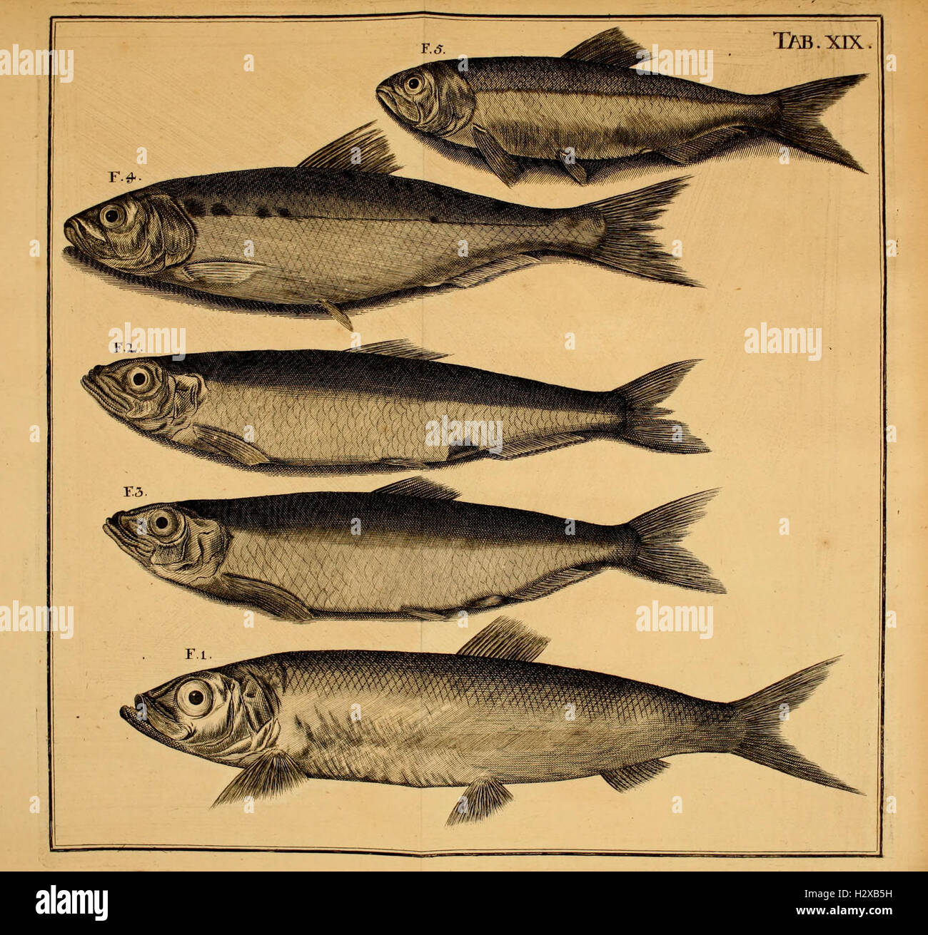 This work by Jacob Theodor Klein provides a historical overview of fish ...