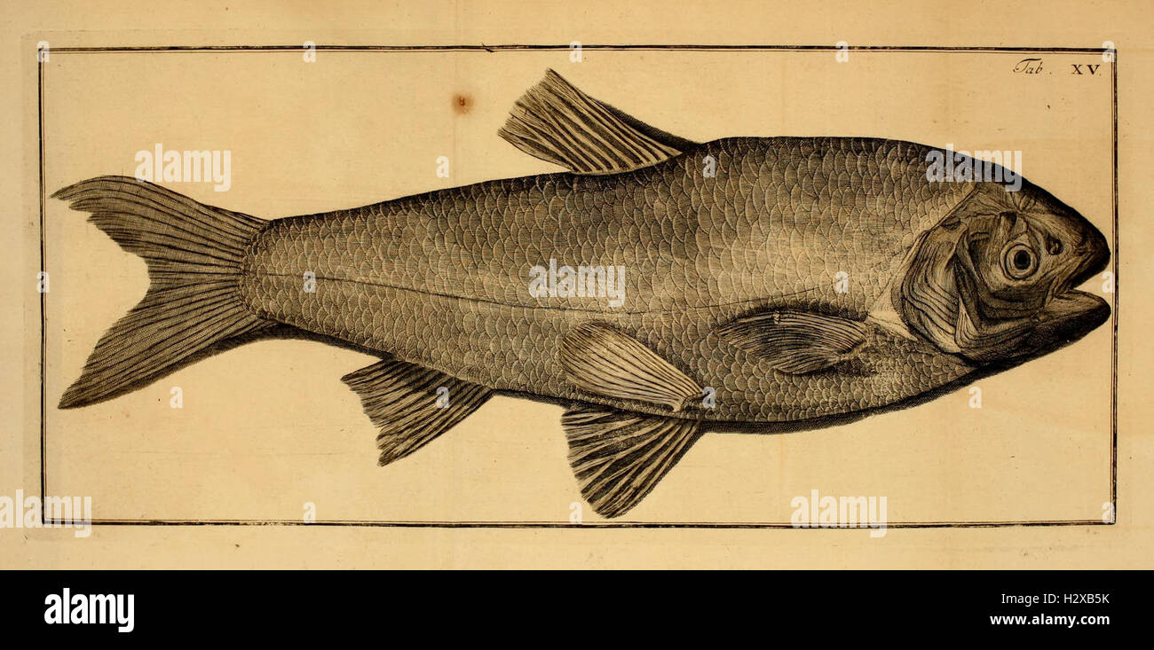 A natural history of fish species, with illustrations and descriptions ...