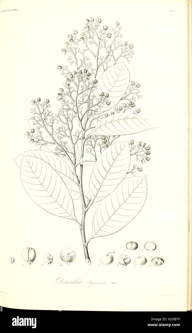 Cuban botanical resources hi-res stock photography and images - Alamy