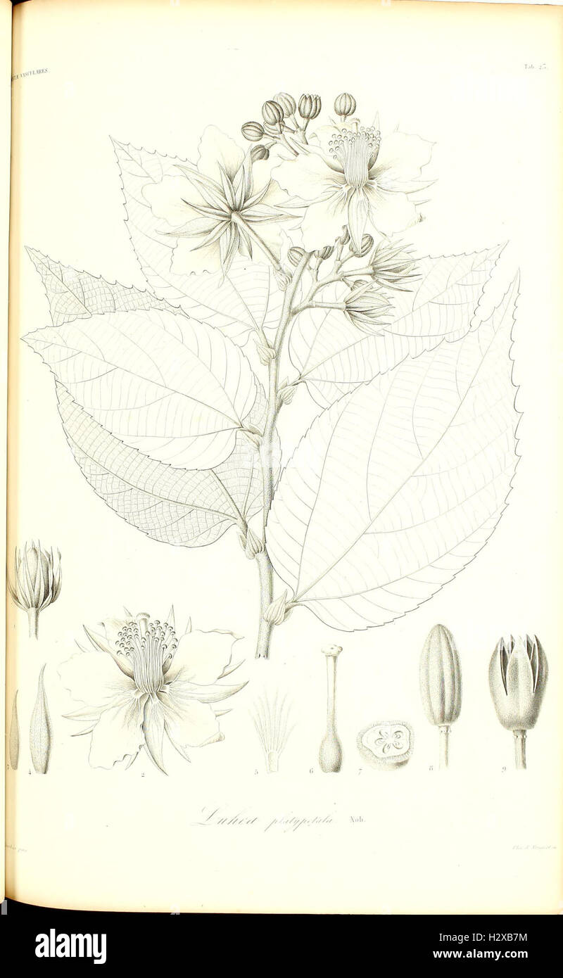 A botanical illustration from the flora of Cuba, focusing on a specific ...